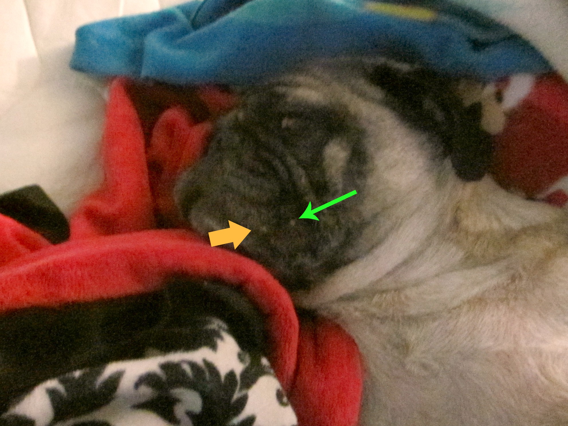 How I Got Rid Of My Dog s Acne Emily Reviews How I Got Rid Of My Dog s Acne Emily Reviews