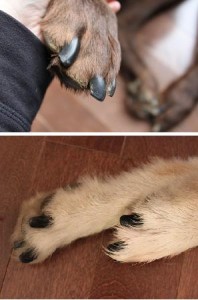 Soft Paws Nail Caps for Dogs and Cats Review | Emily Reviews