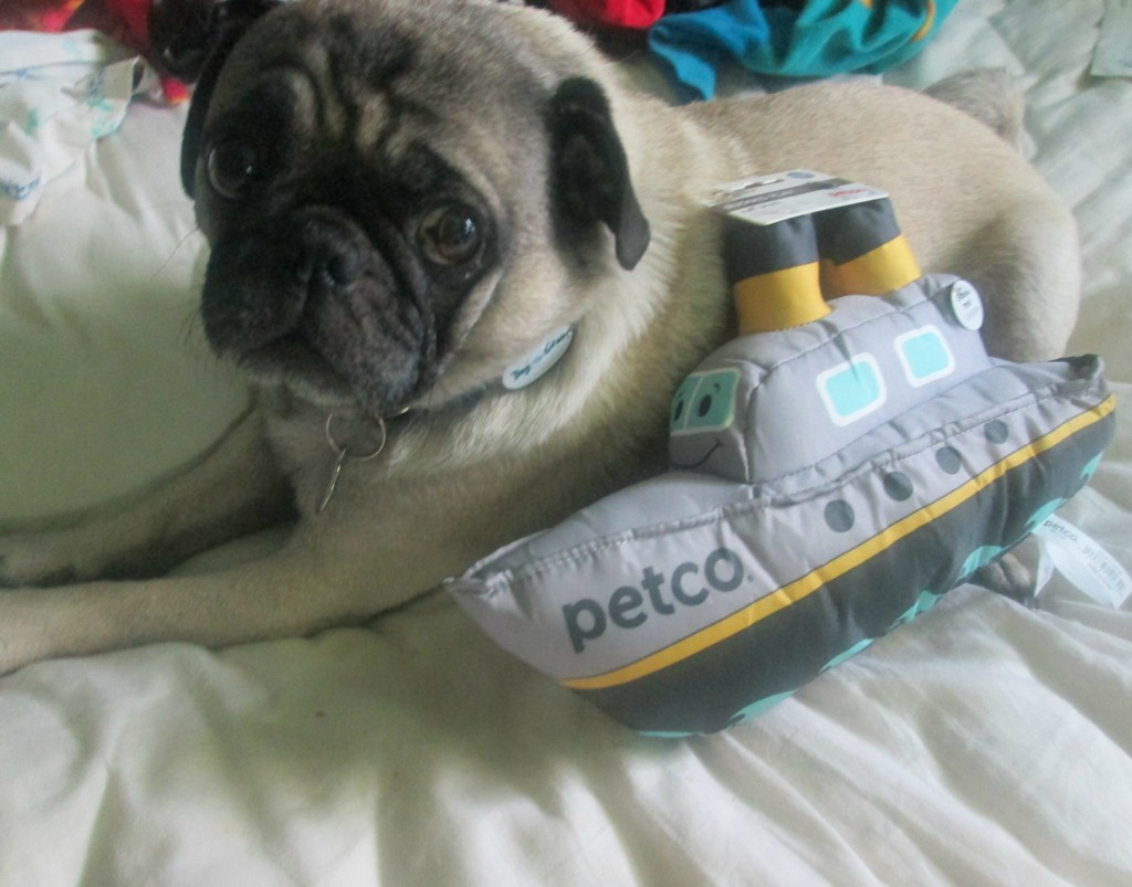 Petco - Everything You Need To Bring Your Dog Home | Emily Reviews