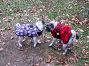 True Fit Dog Coats Review - Dog Coats That Fit Pugs - Gift Idea For ...