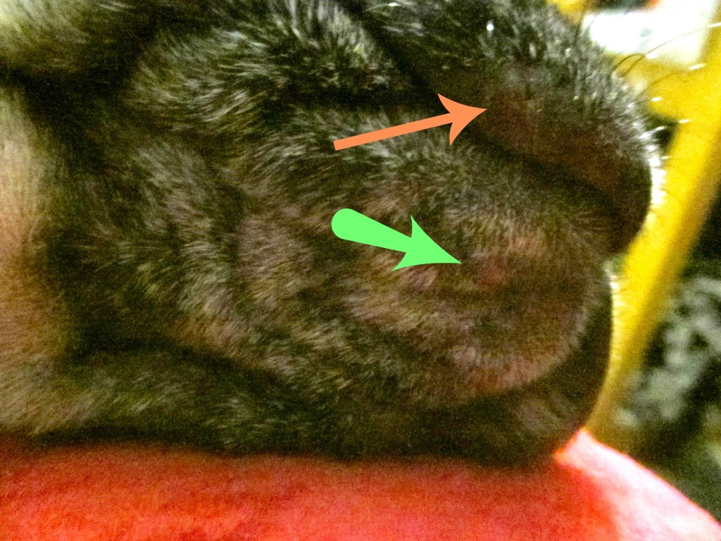 How I Got Rid Of My Dog's Acne | Emily Reviews