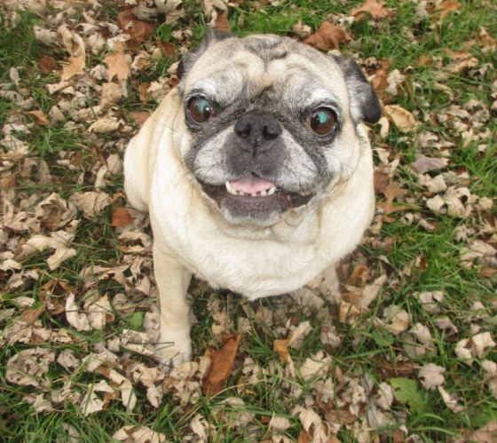 Pug Going Blind? What It's Like To Have A 90% Blind Dog | Emily Reviews