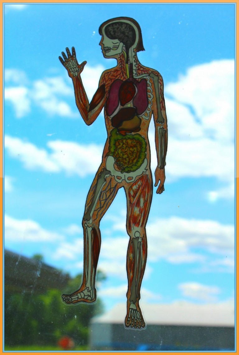 The Young Scientists Club "The Magic School Bus Human Body Lab" Review ...