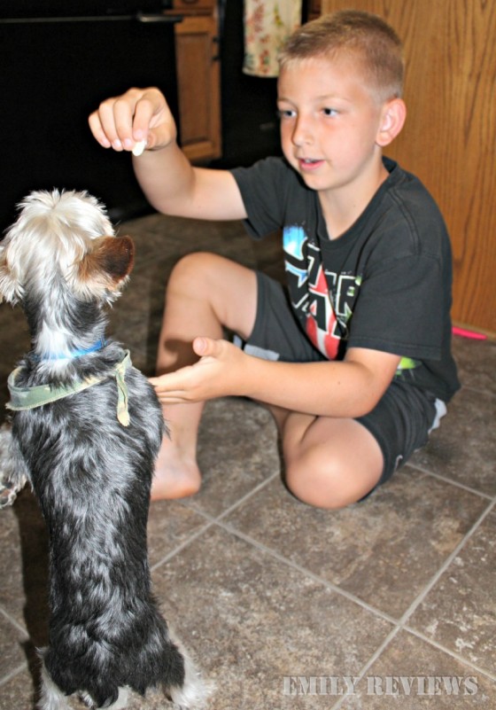 PetGiftBox ~ Summer Fun Gift Box For Our Yorkies! {Dog & Cat ...