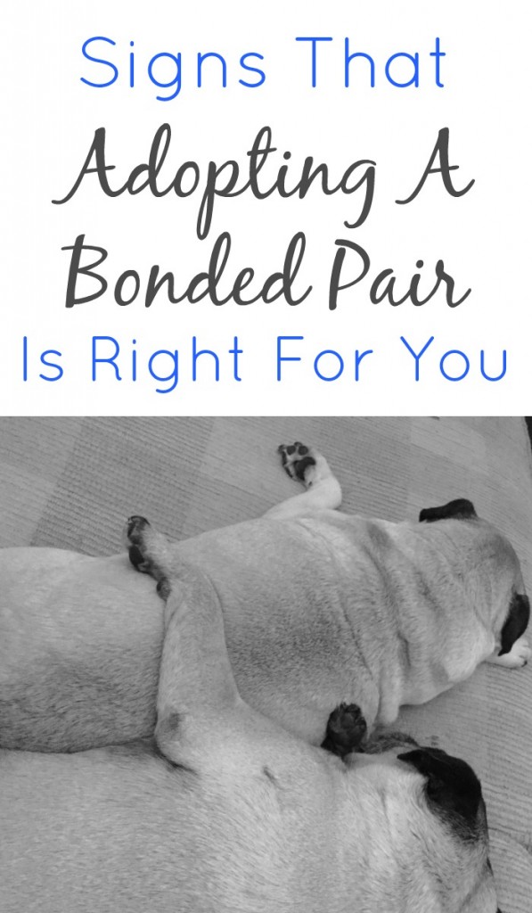 Signs That Adopting A Bonded Pet Pair Is Right For You | Emily Reviews