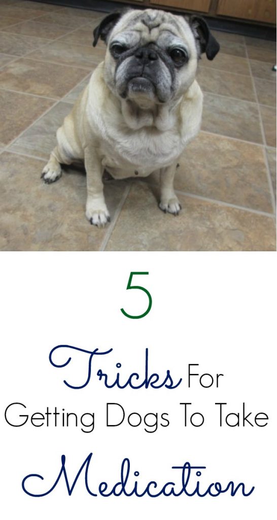 Tricks For Getting Dogs To Take Medication | Emily Reviews