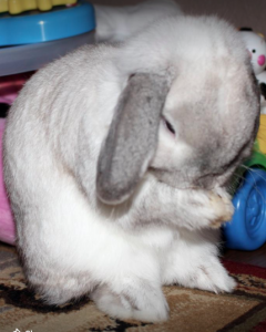 6 Things You Need To Know Before Getting A Bunny As A Pet | Emily Reviews