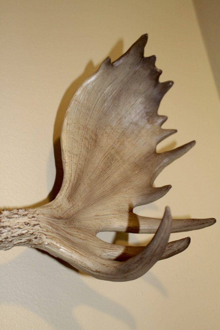 Wall Charmers Faux Taxidermy Alberta Moose Skull Review & Giveaway (9/1 ...