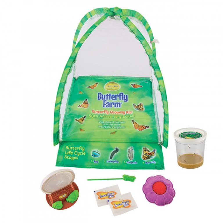 Celebrating 50 Years of Insect Lore With The Butterfly Farm Kit {Post 1 ...