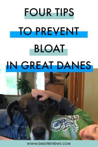 Four Tips to Prevent Bloat in Great Danes | Emily Reviews