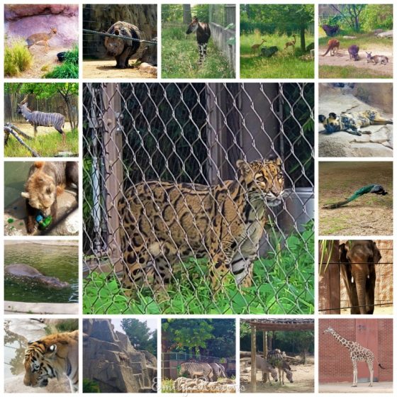 Our Family Trip To The Denver Colorado Zoo ~ Review | Emily Reviews