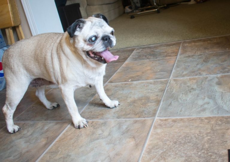 Pug Going Blind? What It's Like To Have A 90% Blind Dog | Emily Reviews
