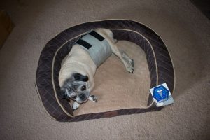 Our Favorite Belly Bands For Pugs | Male pug dog diapers | Emily Reviews