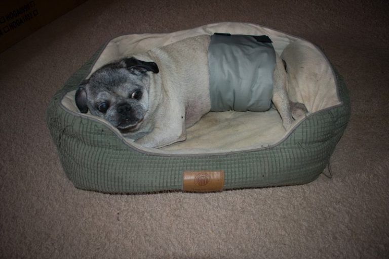 Our Favorite Belly Bands For Pugs | Male pug dog diapers | Emily Reviews