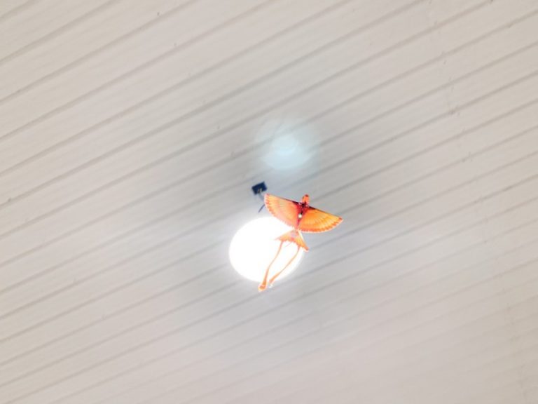 Go Go Bird: Remote Control Bird Review (+ Giveaway!) | Emily Reviews