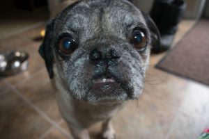 How To Care For Your Pug's Teeth | Emily Reviews