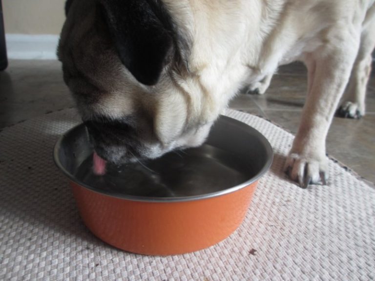 How To Care For Your Pug's Teeth | Emily Reviews