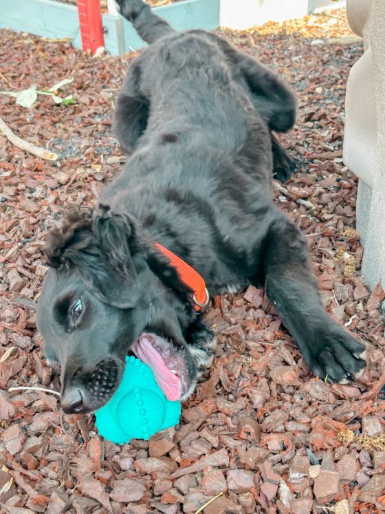 Playology Pets – Best Toys For Puppies | Emily Reviews
