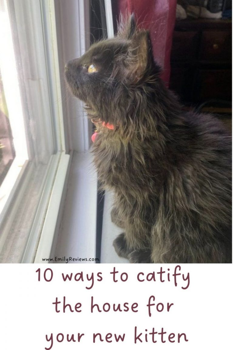 How We Catified Our House For Our New Kitten | Emily Reviews