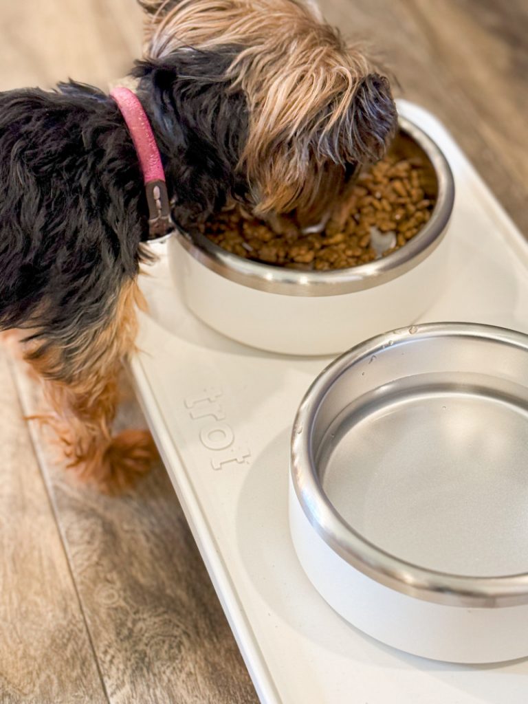 Trot Pets: Complete Feeding Set With Mat + Stand Review | Emily Reviews